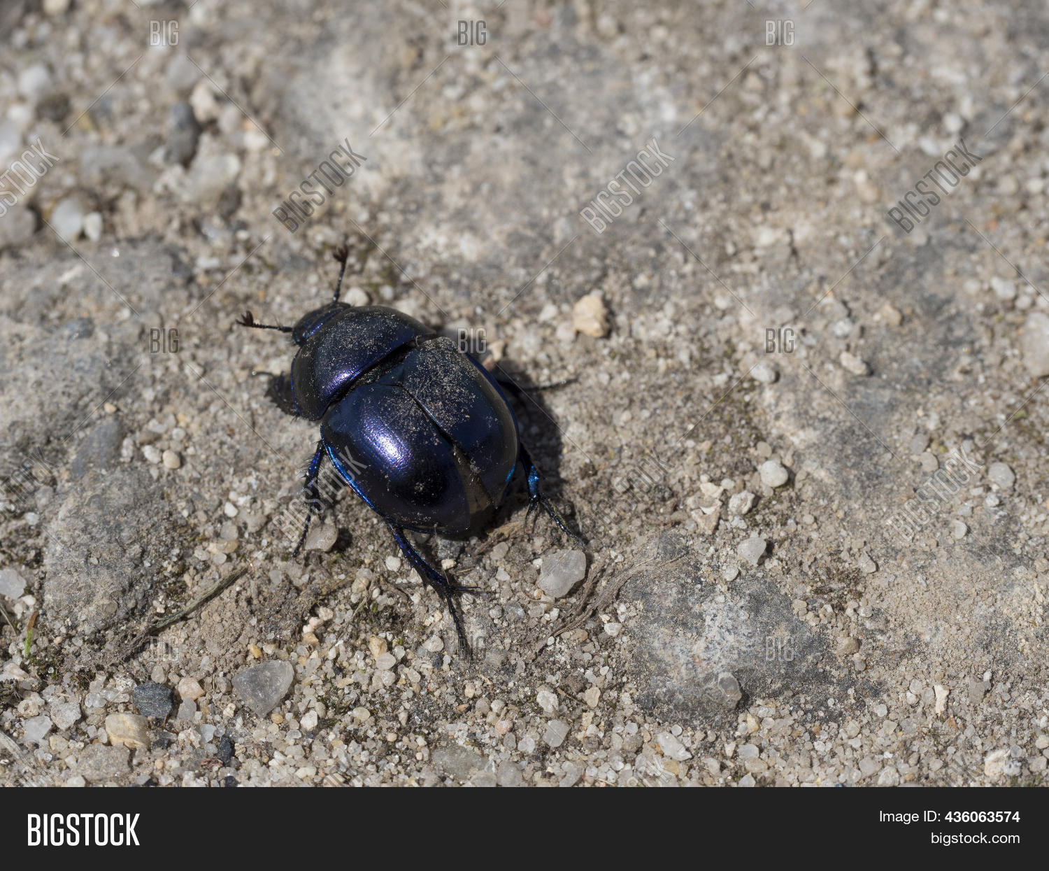 Close- Dor Beetle, Image & Photo (Free Trial) | Bigstock