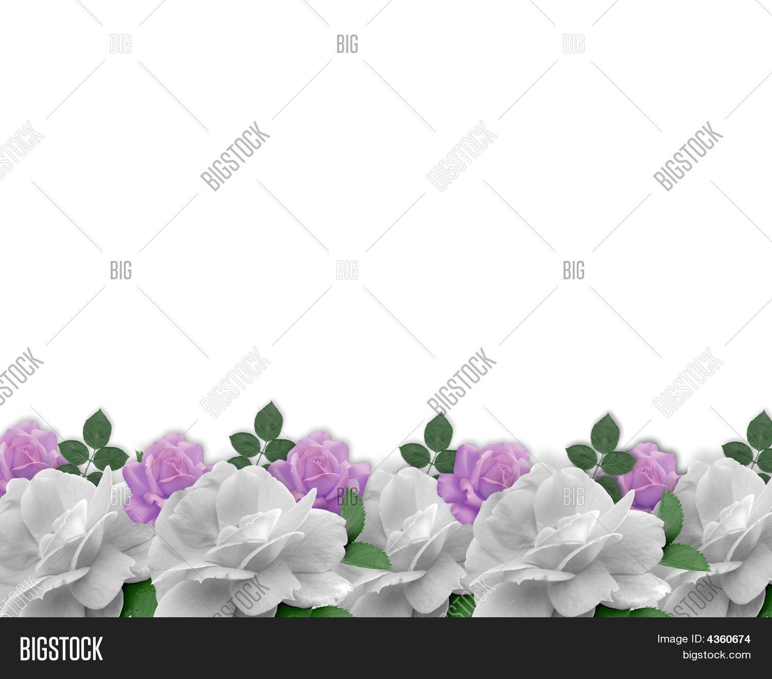 Rose Border Lavender Image & Photo (Free Trial) | Bigstock