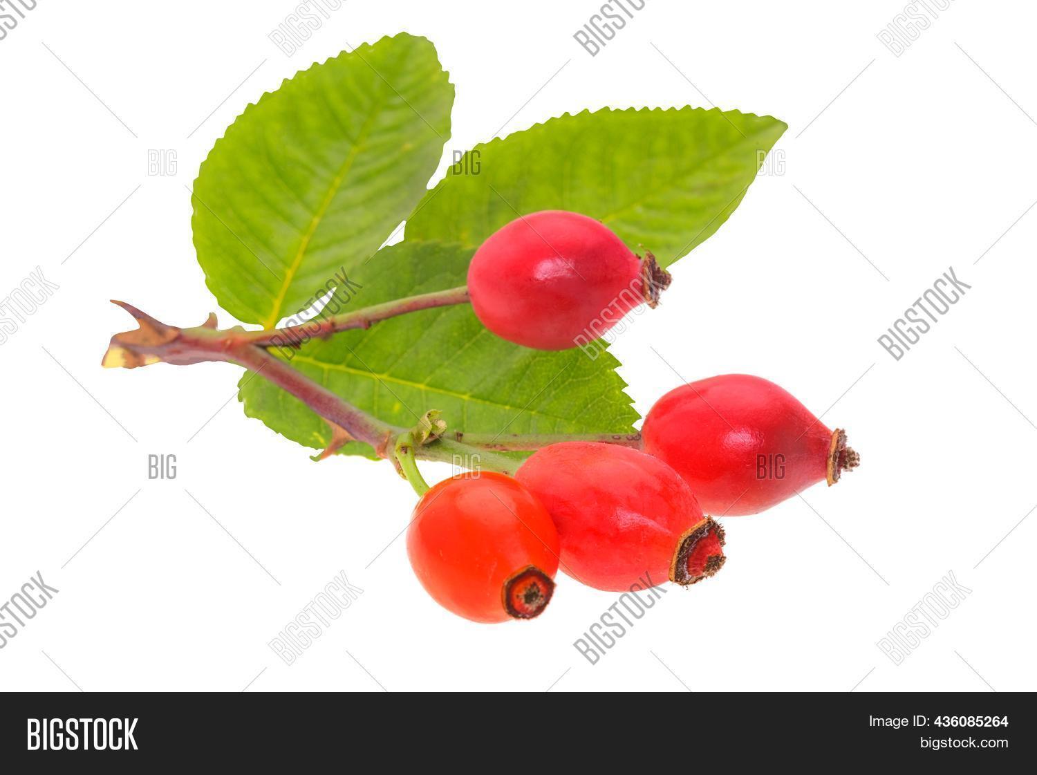 Branch Rose Hips Green Image & Photo (Free Trial) | Bigstock