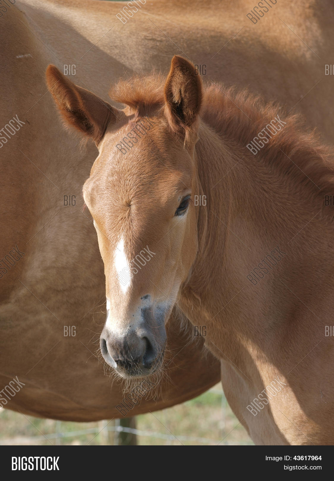 Beautiful Foal Image & Photo (Free Trial) | Bigstock