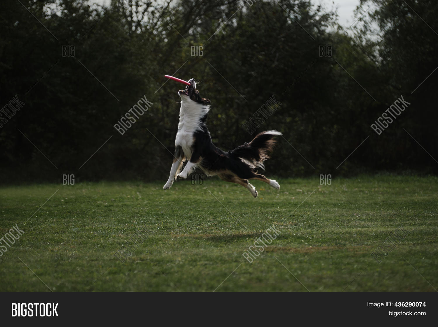 Border Collie Fluffy Image & Photo (Free Trial) | Bigstock