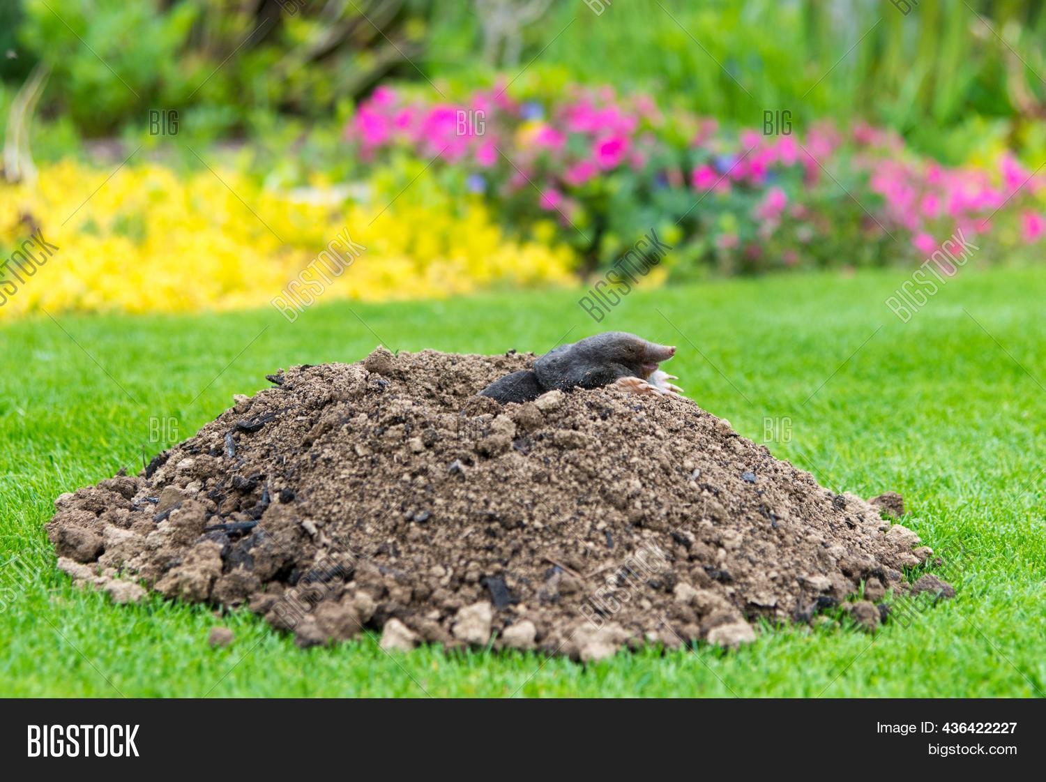 European Mole Crawling Image & Photo (Free Trial) | Bigstock