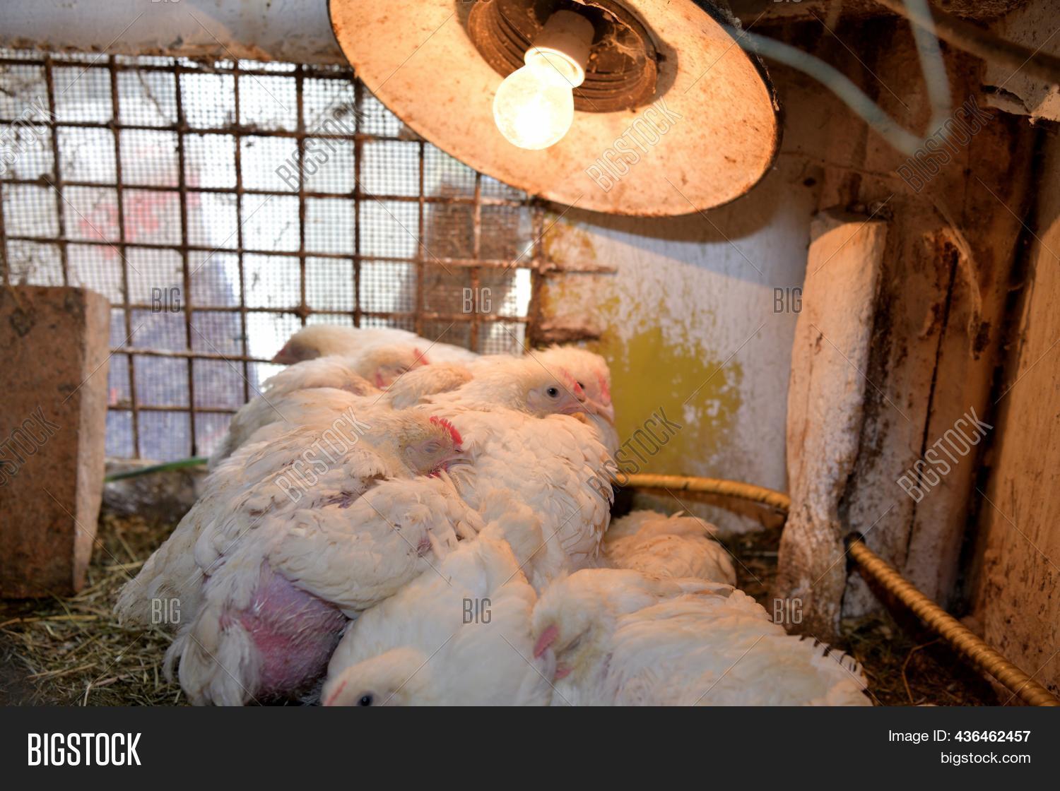 Hens Sit Under Heat- Image & Photo (Free Trial) | Bigstock