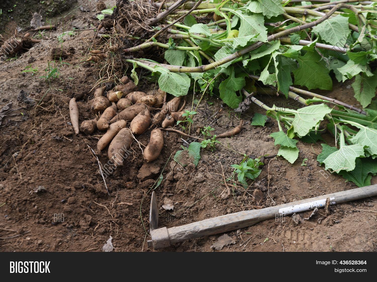 Yacon Harvest. Yacon Image & Photo (Free Trial) | Bigstock