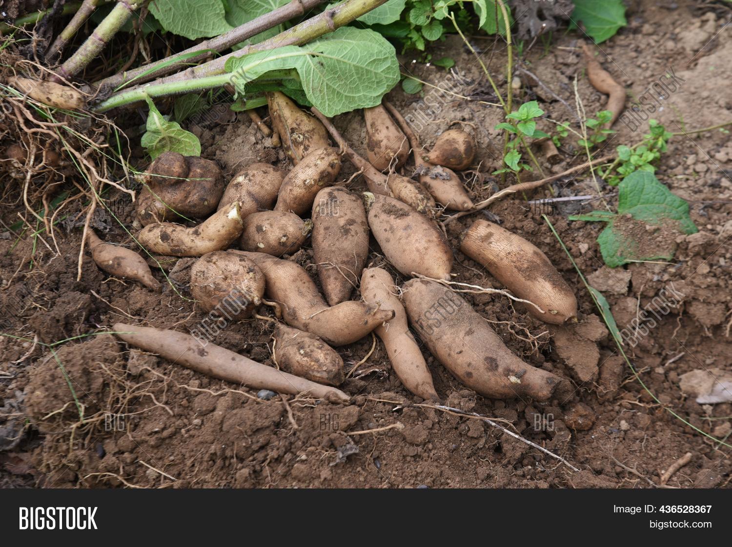 Yacon Harvest. Yacon Image & Photo (Free Trial) | Bigstock