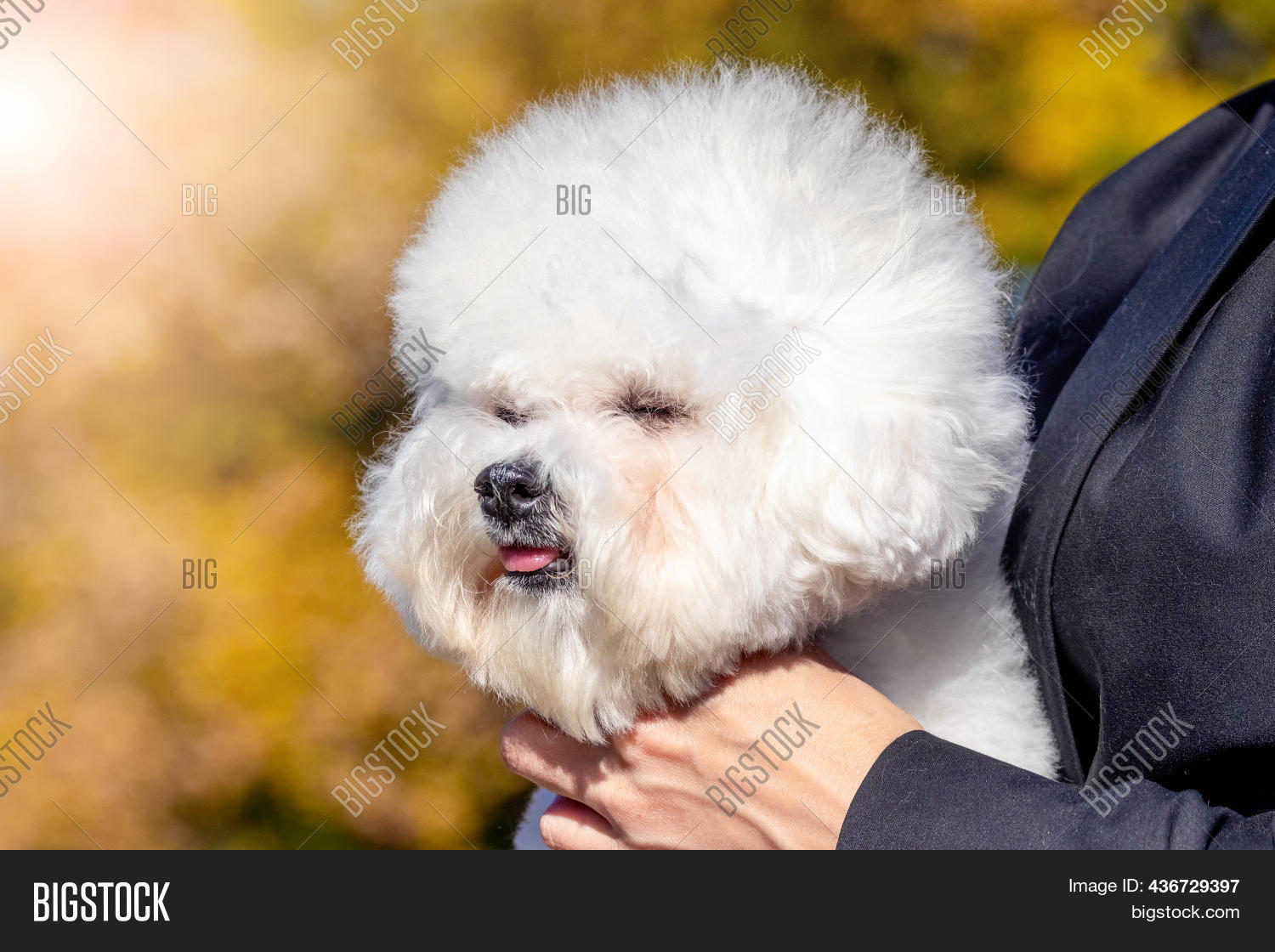 Small White Fluffy Dog Image & Photo (Free Trial) | Bigstock
