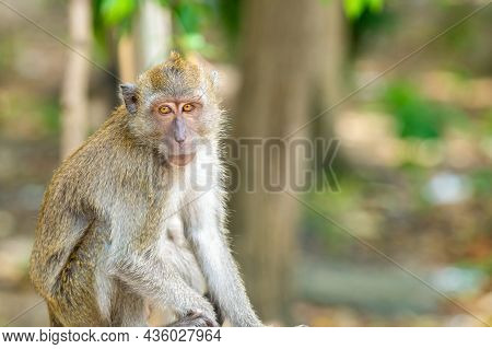 Cute Thailand Macaque Image & Photo (Free Trial) | Bigstock
