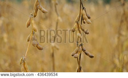 Dry Soybean Pods Field Image & Photo (Free Trial) | Bigstock