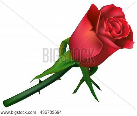 Single Red Rose Vector & Photo (Free Trial) | Bigstock