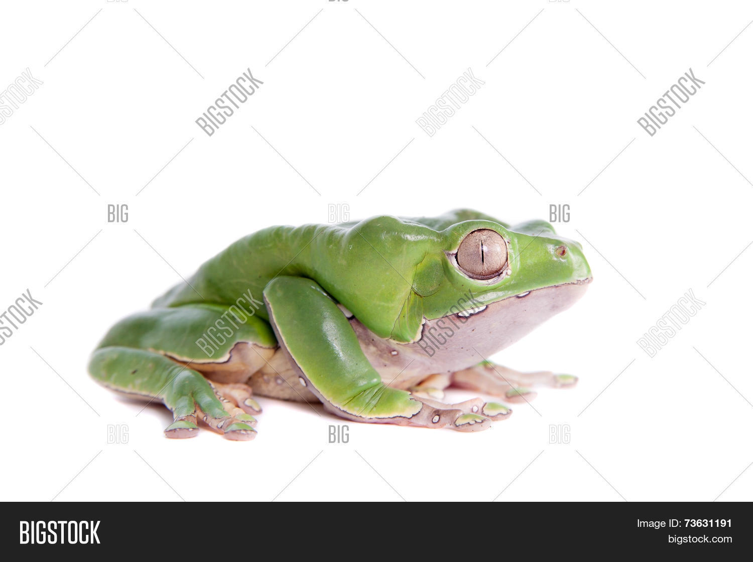 Giant Leaf Frog On Image & Photo (Free Trial) | Bigstock