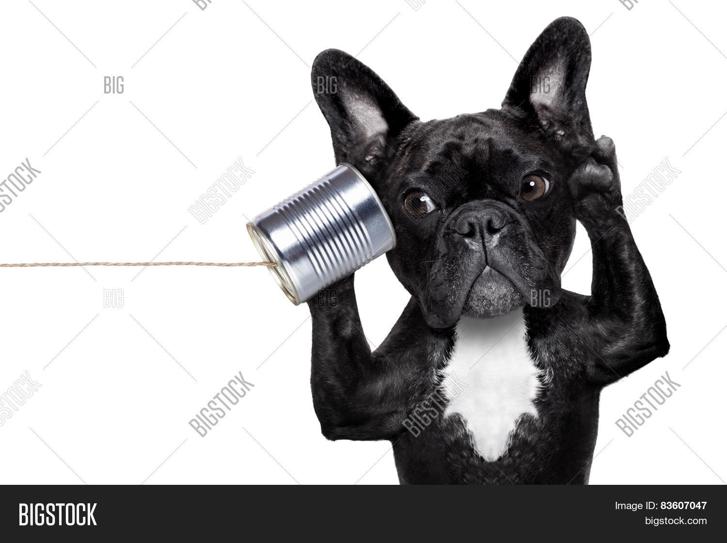 Dog Phone Telpehone Image & Photo (Free Trial) | Bigstock