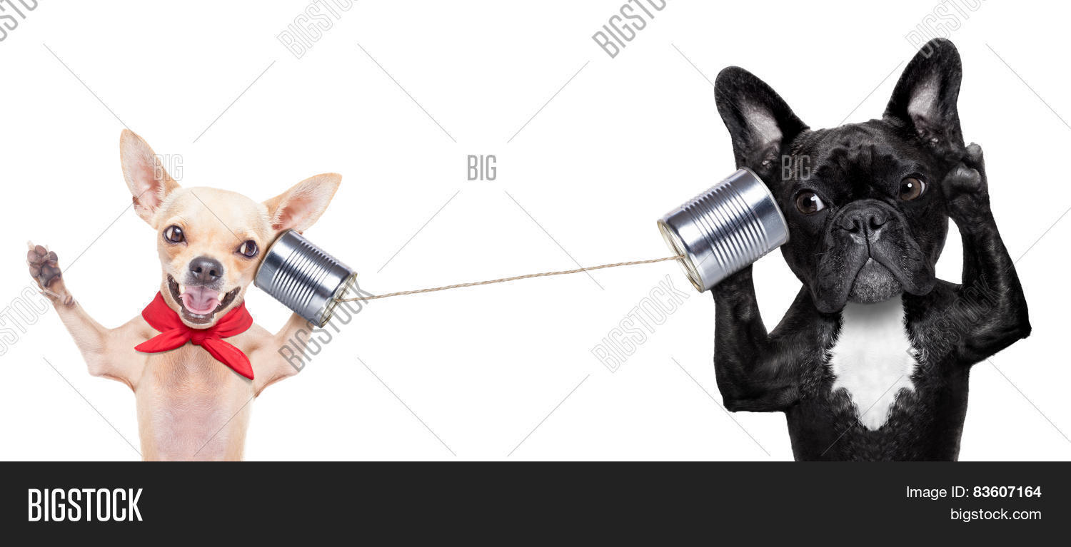 Couple Dogs On Phone Image & Photo (Free Trial) | Bigstock