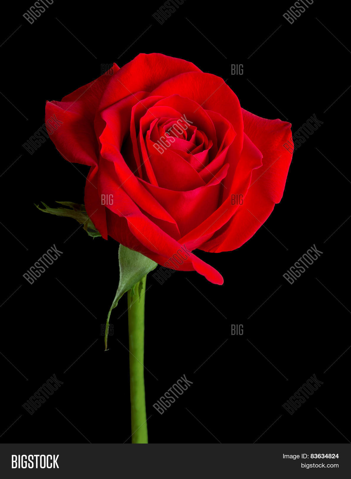 Red Rose Solitaire Image & Photo (Free Trial) | Bigstock