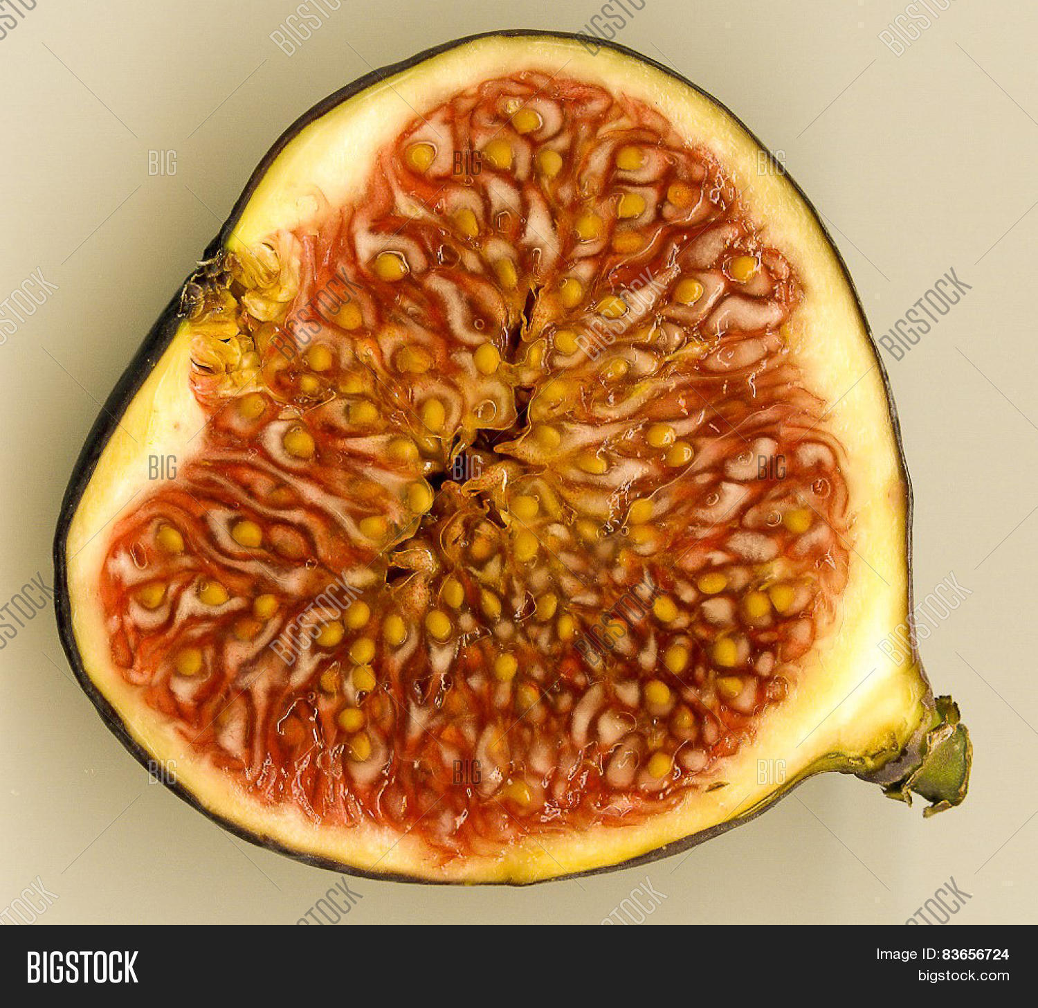 Internal Cross Section Image & Photo (Free Trial) | Bigstock