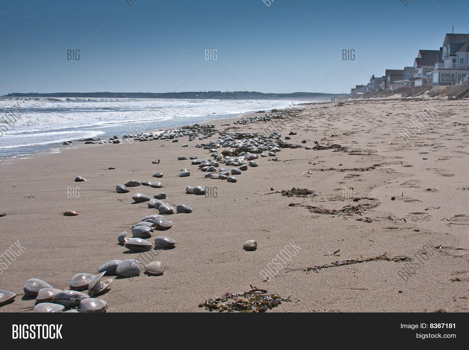 Seashells On Ogunquit Image & Photo (Free Trial) | Bigstock