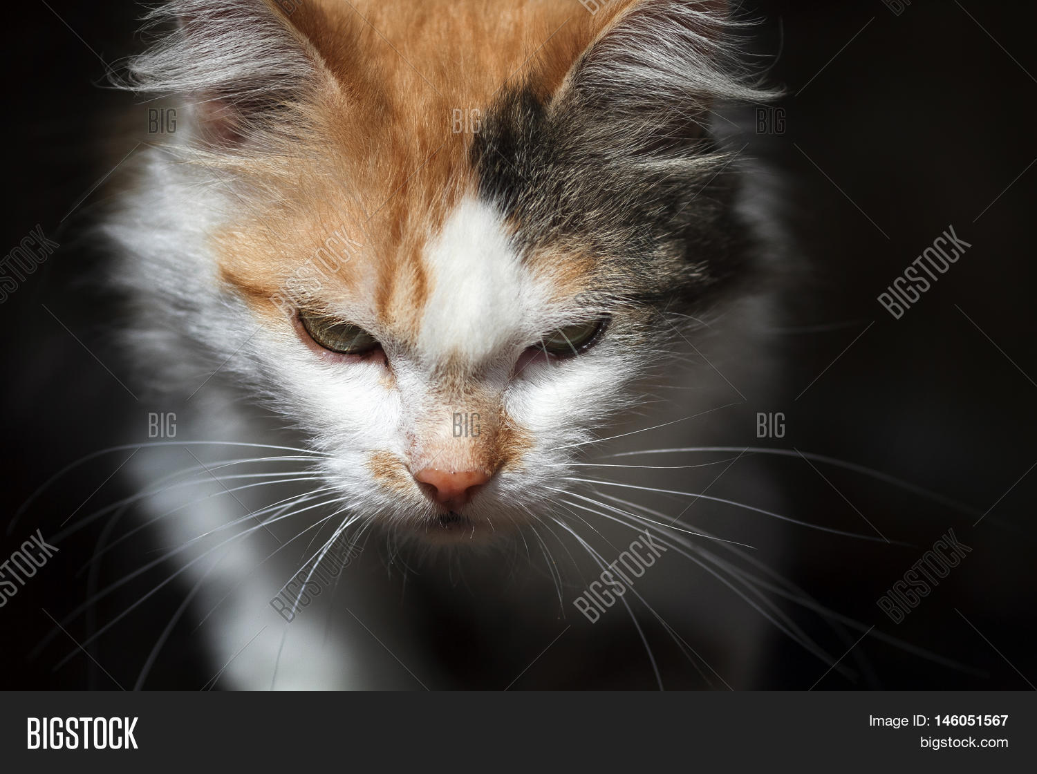 Beautiful Menacing Cat Image & Photo (Free Trial) | Bigstock
