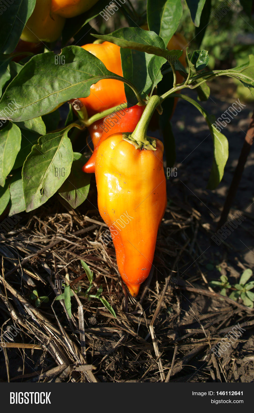 Orange Bell Pepper On Image & Photo (Free Trial) | Bigstock