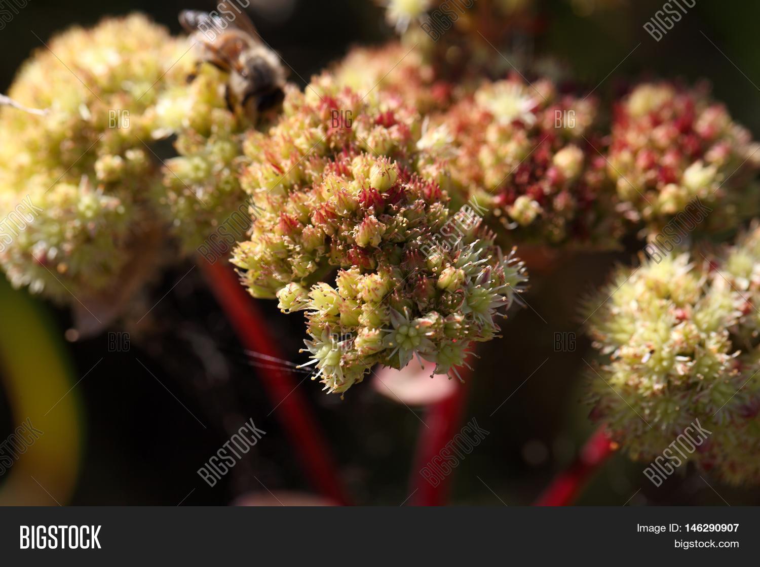 Flowers Orpine Plant ( Image & Photo (Free Trial) | Bigstock