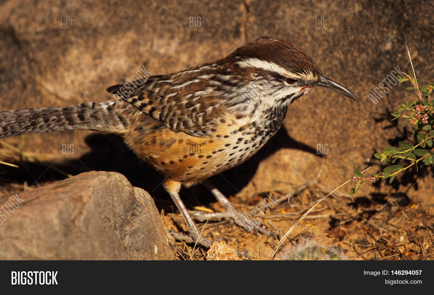 Cactus Wren Looking Image & Photo (Free Trial) | Bigstock