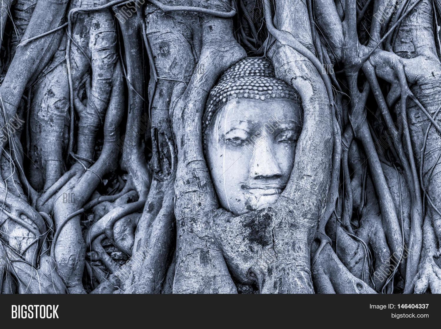 Lowkey Photo Head Image & Photo (Free Trial) | Bigstock