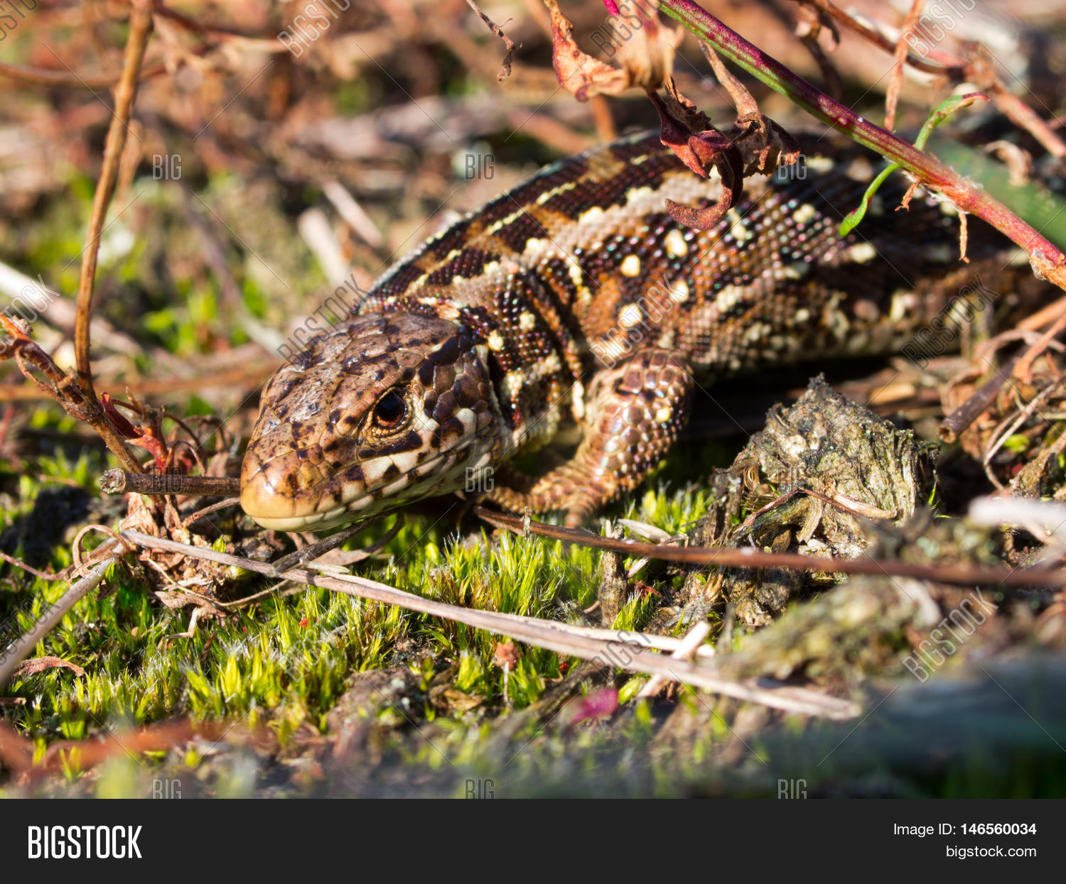 Sand Lizard Portrait Image & Photo (Free Trial) | Bigstock