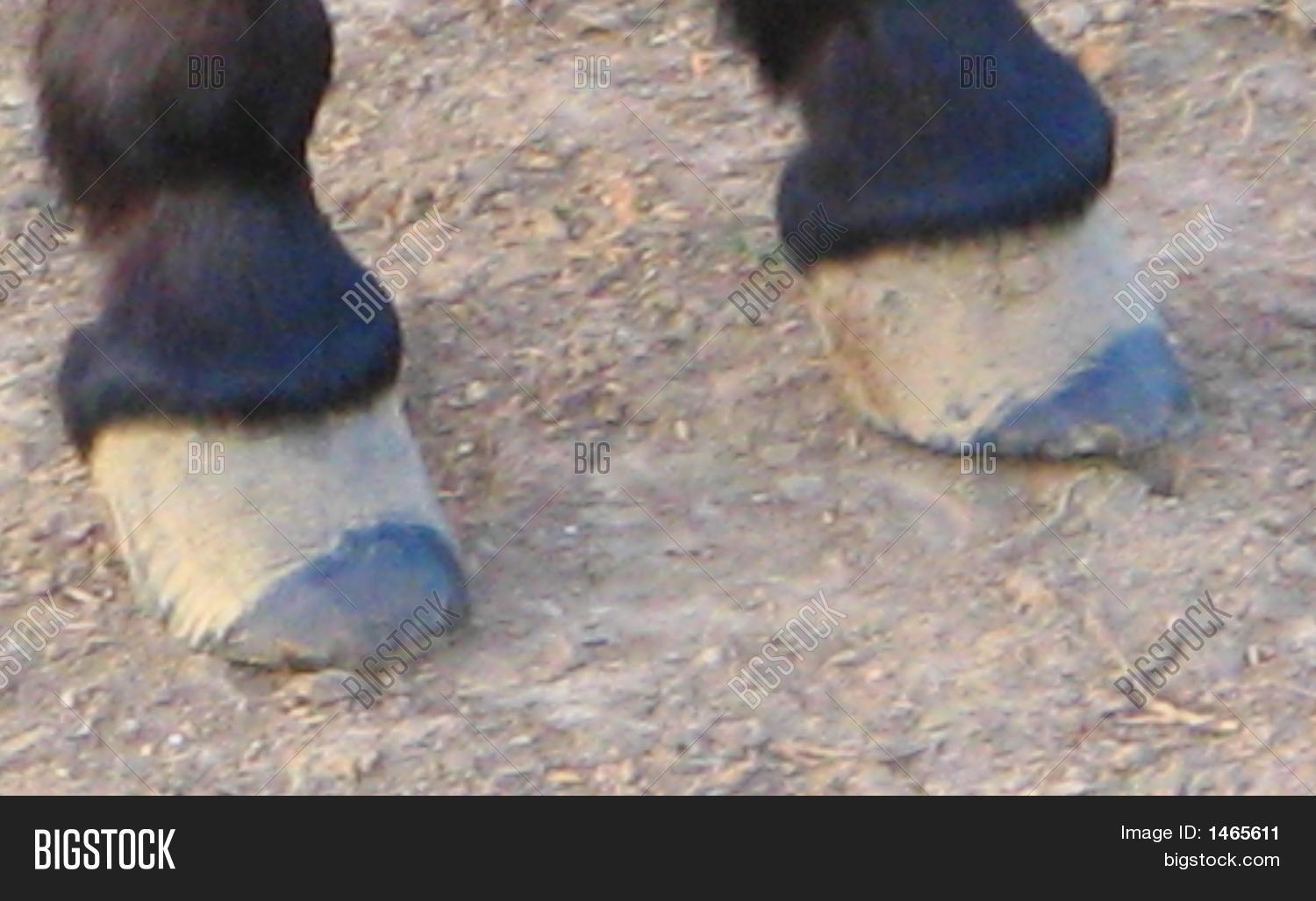 Donkey Feet Image & Photo (Free Trial) | Bigstock