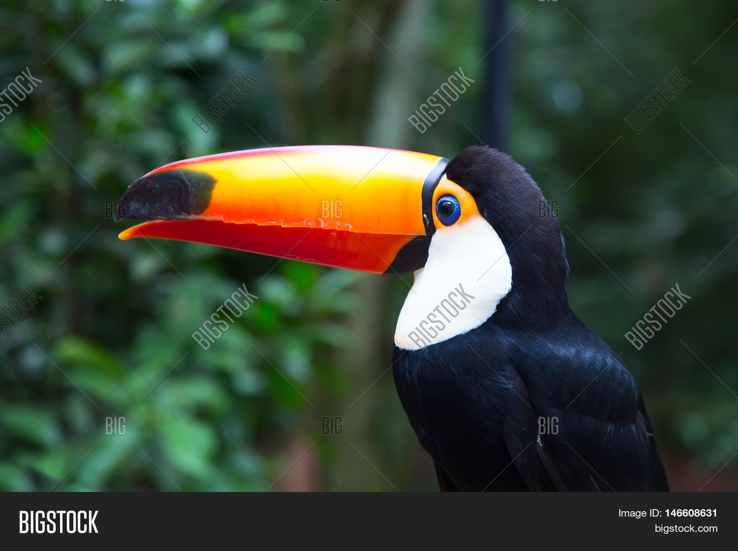 Colorful Tucan Wild Image & Photo (Free Trial) | Bigstock