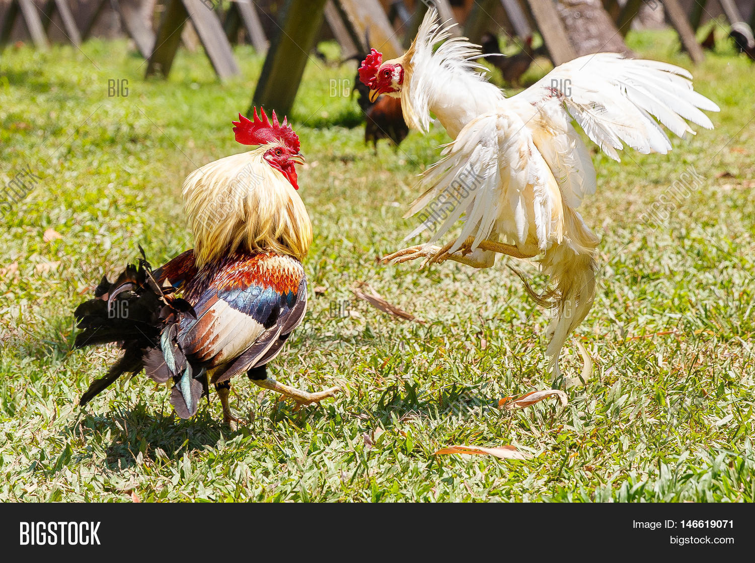 Kalahi Custom Blades Traditional Philippine Bolos
