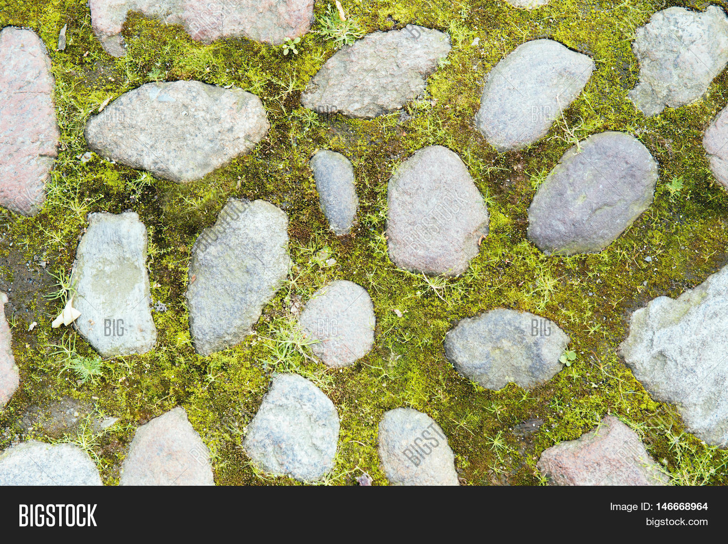Grass Pavement Texture