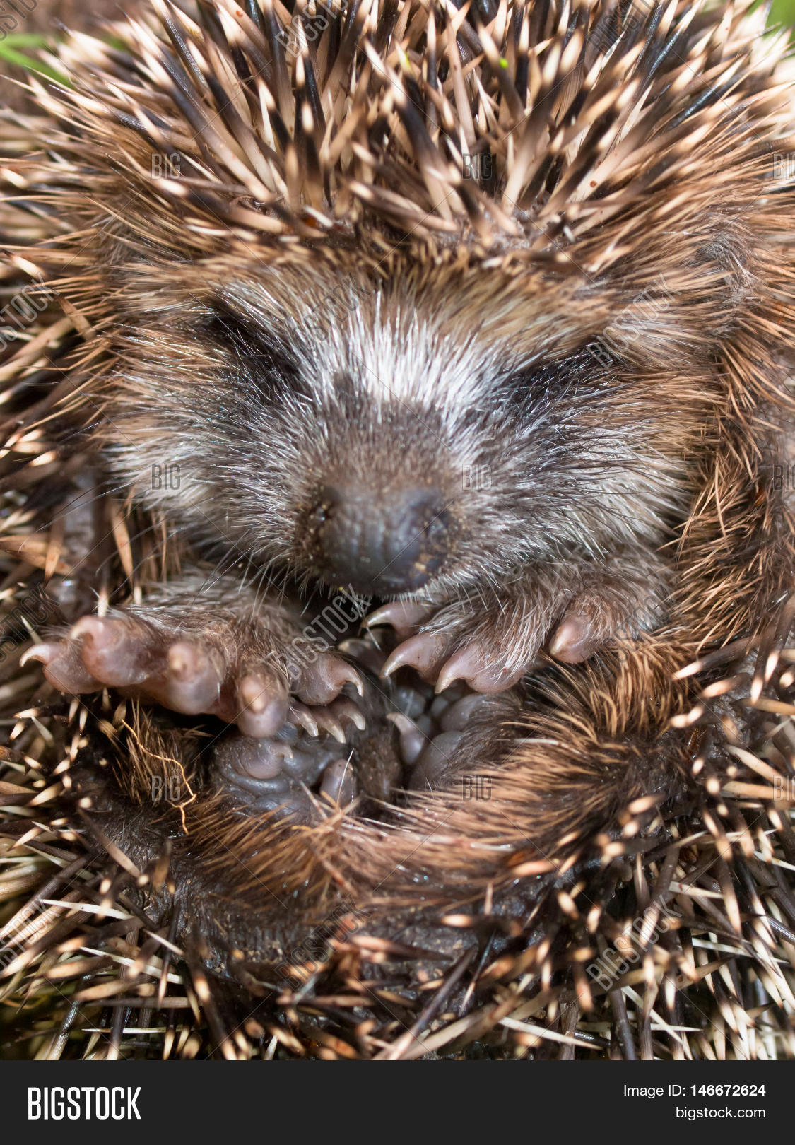 Young Hedgehog Close Image & Photo (Free Trial) | Bigstock