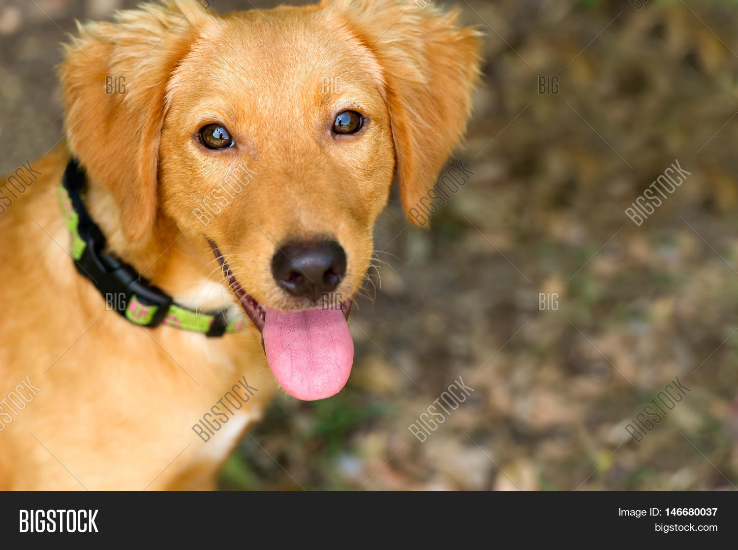 Dog Happy afbeelding en foto (gratis proefversie) | Bigstock