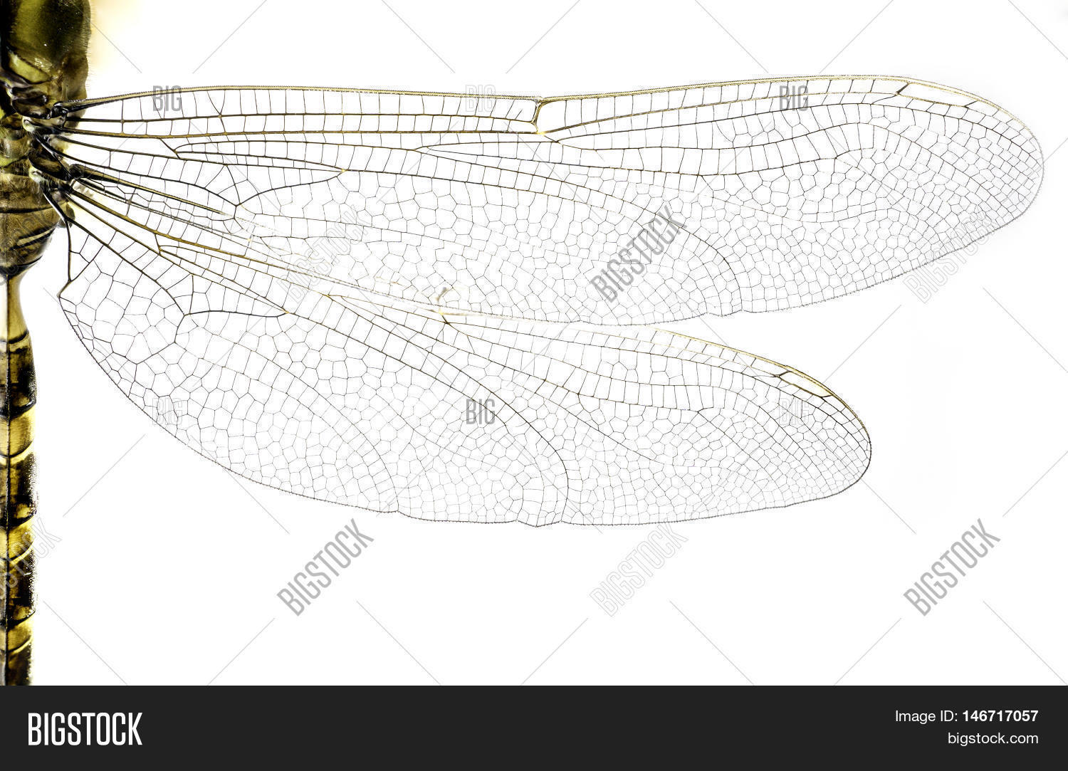 Macro Dragonfly Wings Image & Photo (Free Trial) | Bigstock