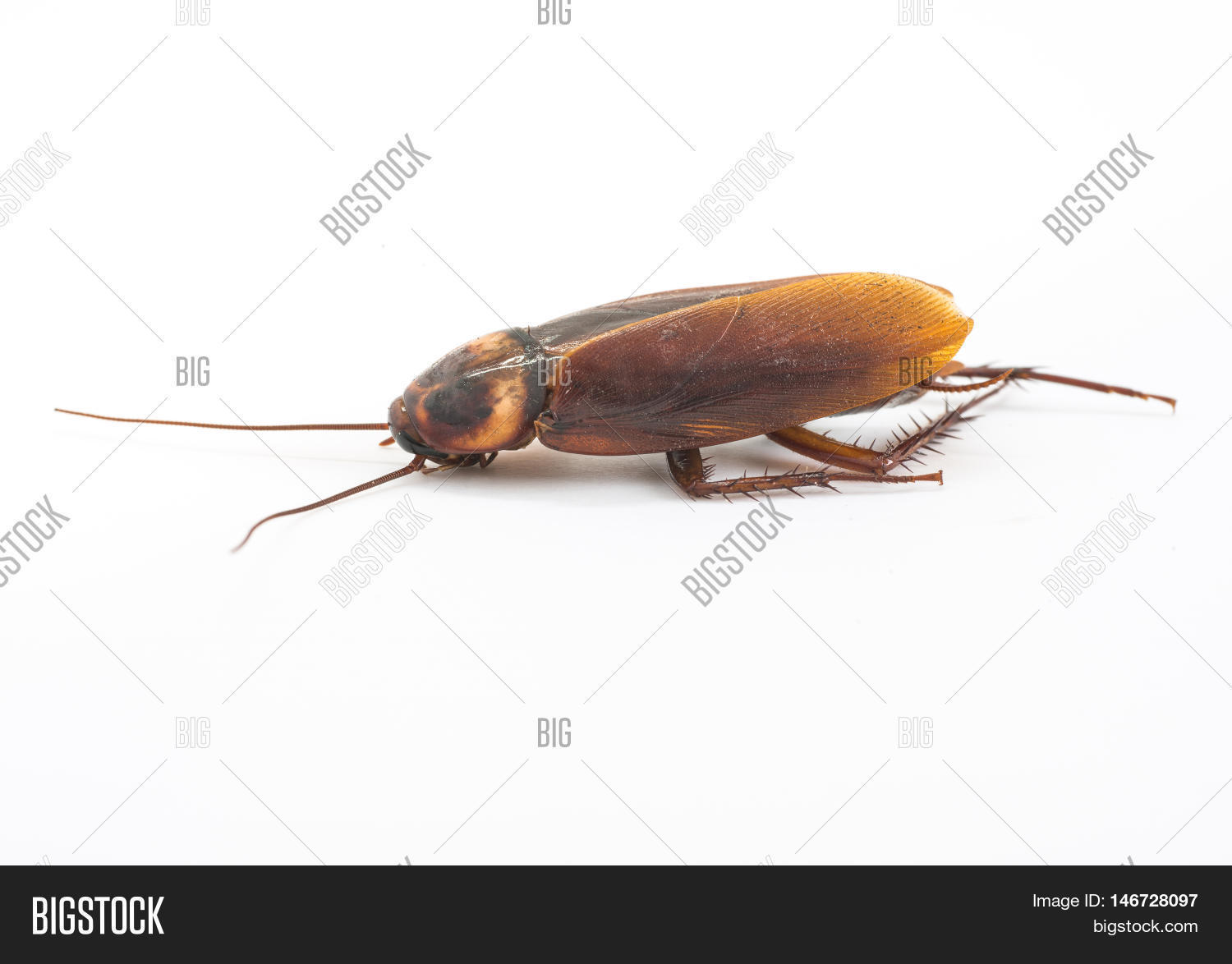 Dead Cockroaches Image & Photo (Free Trial) | Bigstock