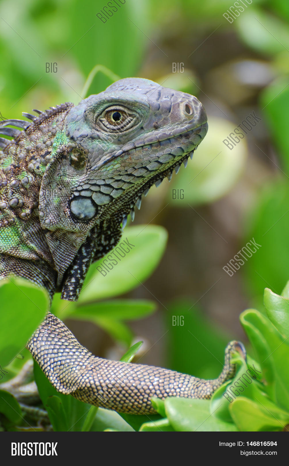 Close Look Face Iguana Image & Photo (Free Trial) | Bigstock