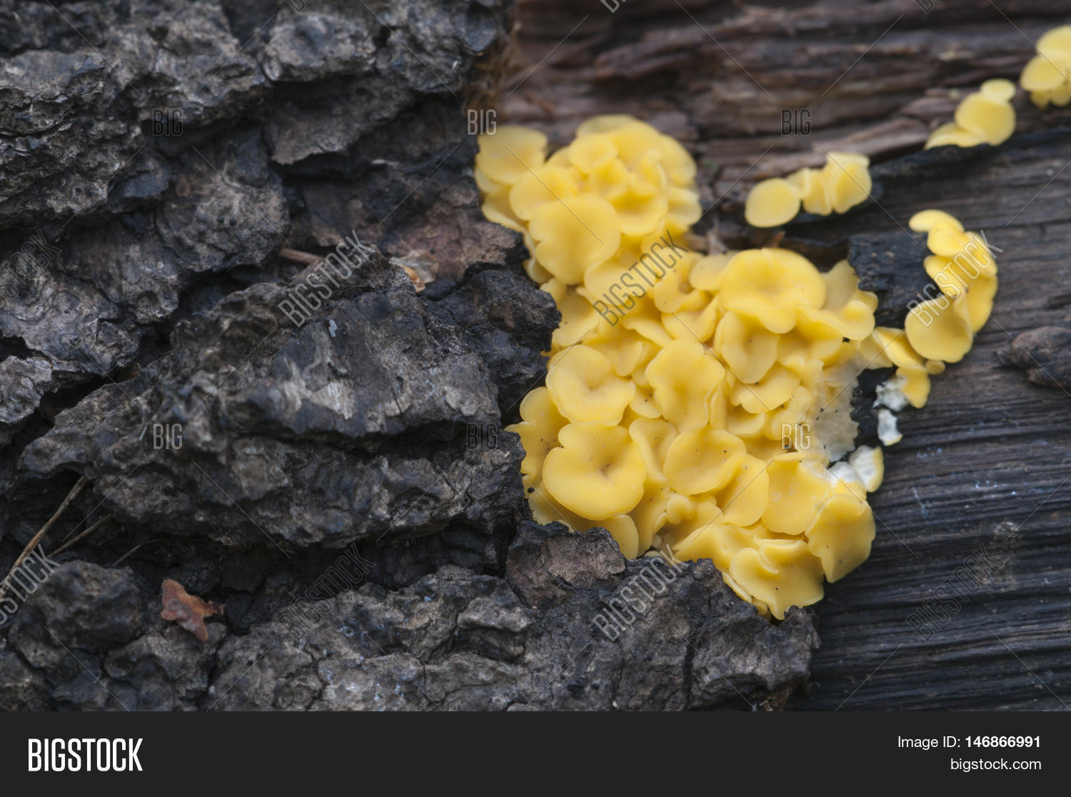 Bisporella Citrina [ Image & Photo (Free Trial) | Bigstock