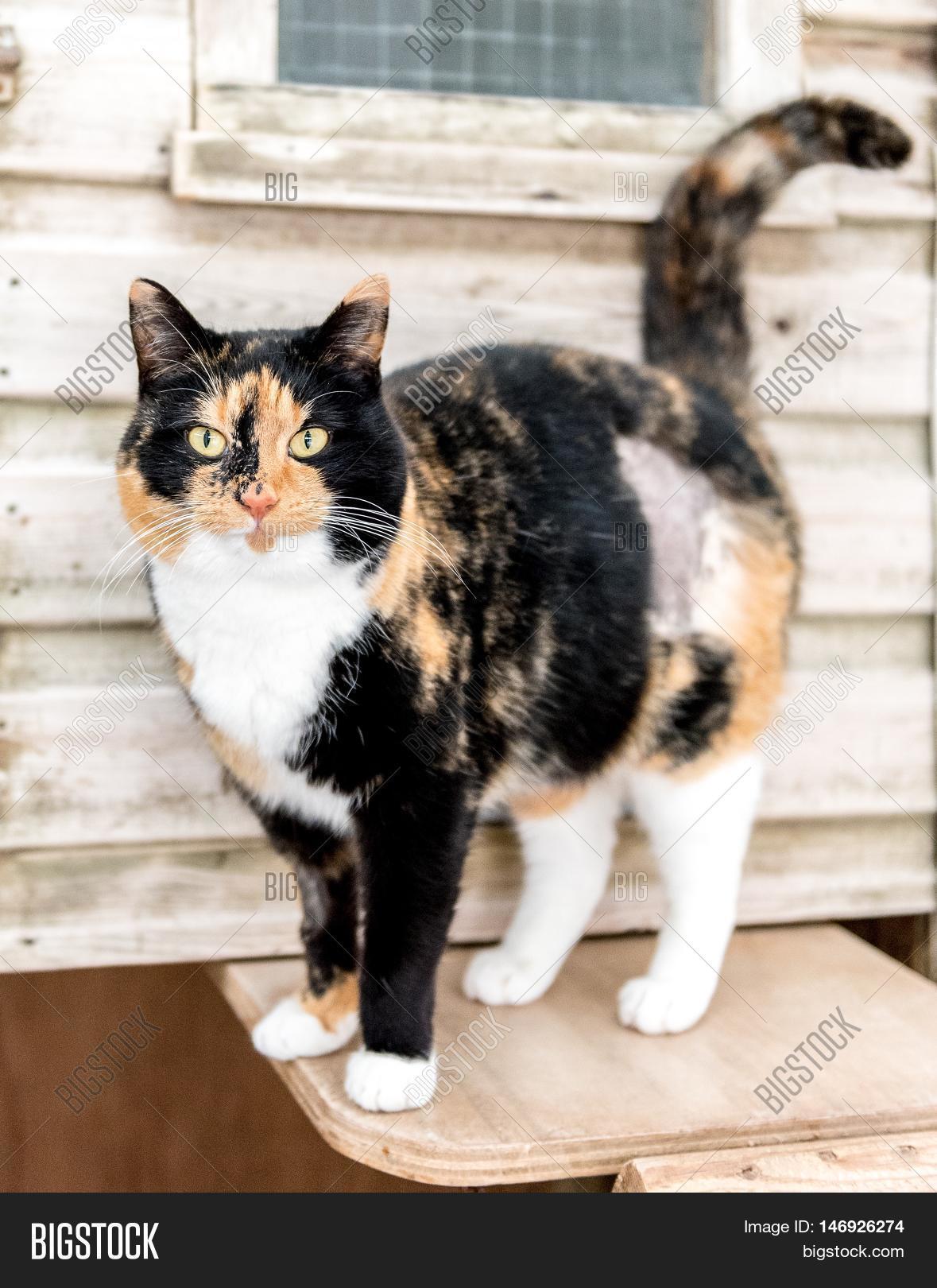 Homeless Cat Needs Image & Photo (Free Trial) | Bigstock
