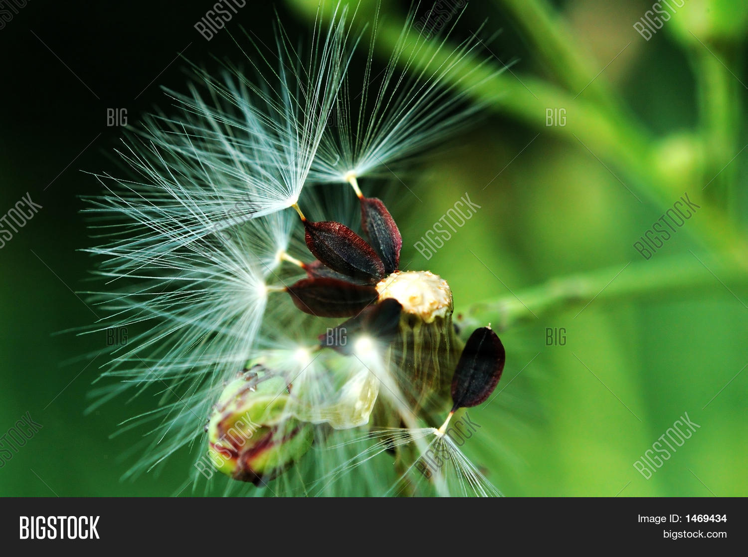 Fluff Seed Image & Photo (Free Trial) | Bigstock