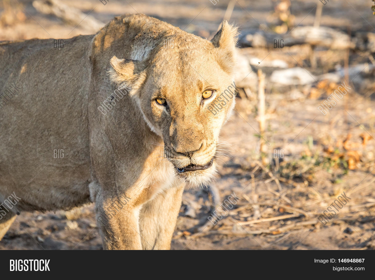 Starring Lioness Sabi Image & Photo (Free Trial) | Bigstock