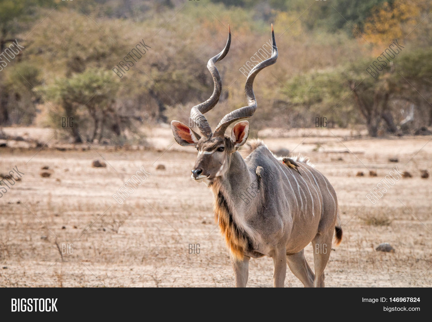 Big Kudu Male Walking Image & Photo (Free Trial) | Bigstock