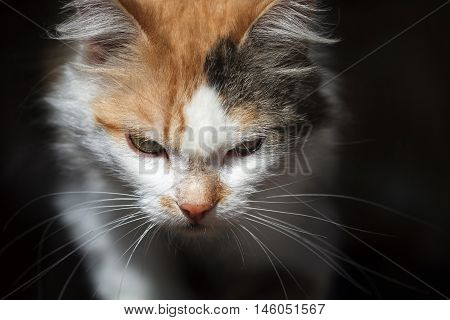 Beautiful Menacing Cat Image & Photo (Free Trial) | Bigstock
