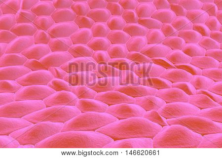 Layer Cells, Pink Image & Photo (Free Trial) | Bigstock