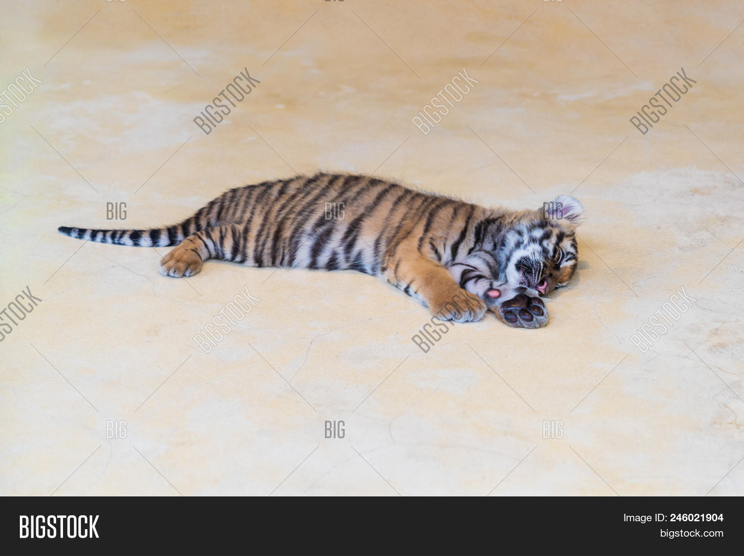 Baby Tigers Sleeping