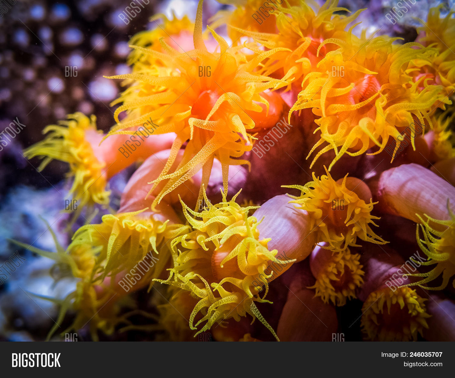 Actinia Tubastraea. Image & Photo (Free Trial) | Bigstock