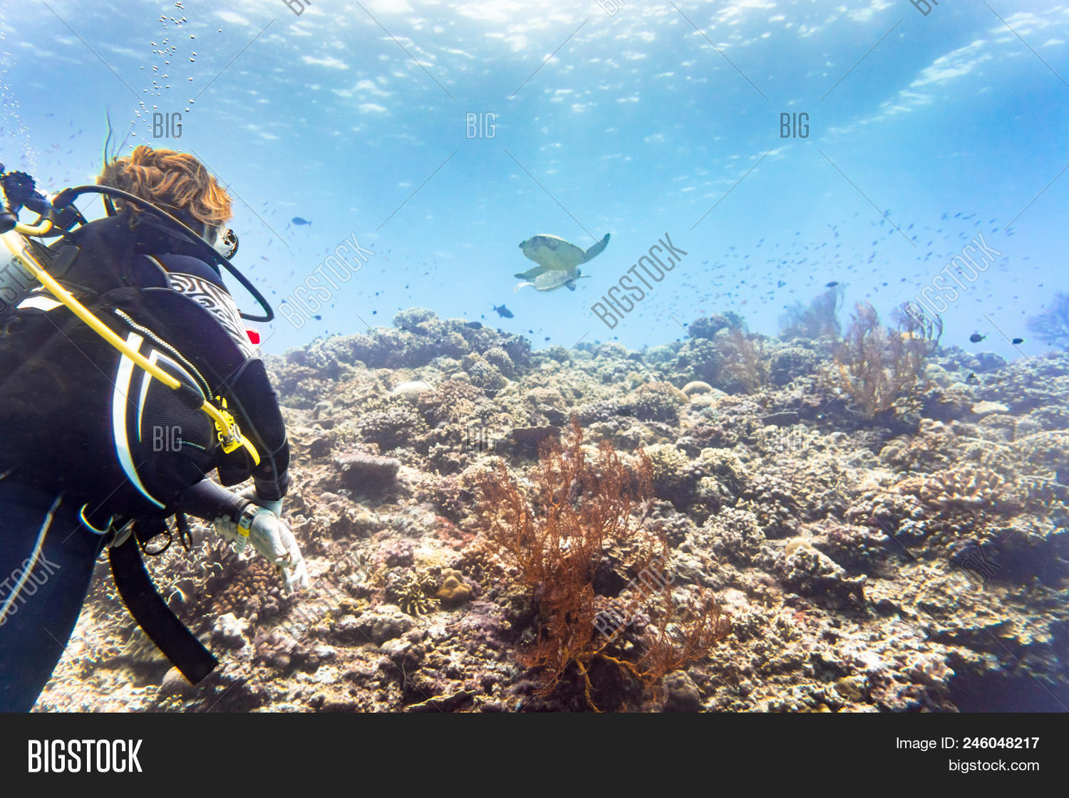 Tourist Diving Coral Image & Photo (Free Trial) | Bigstock