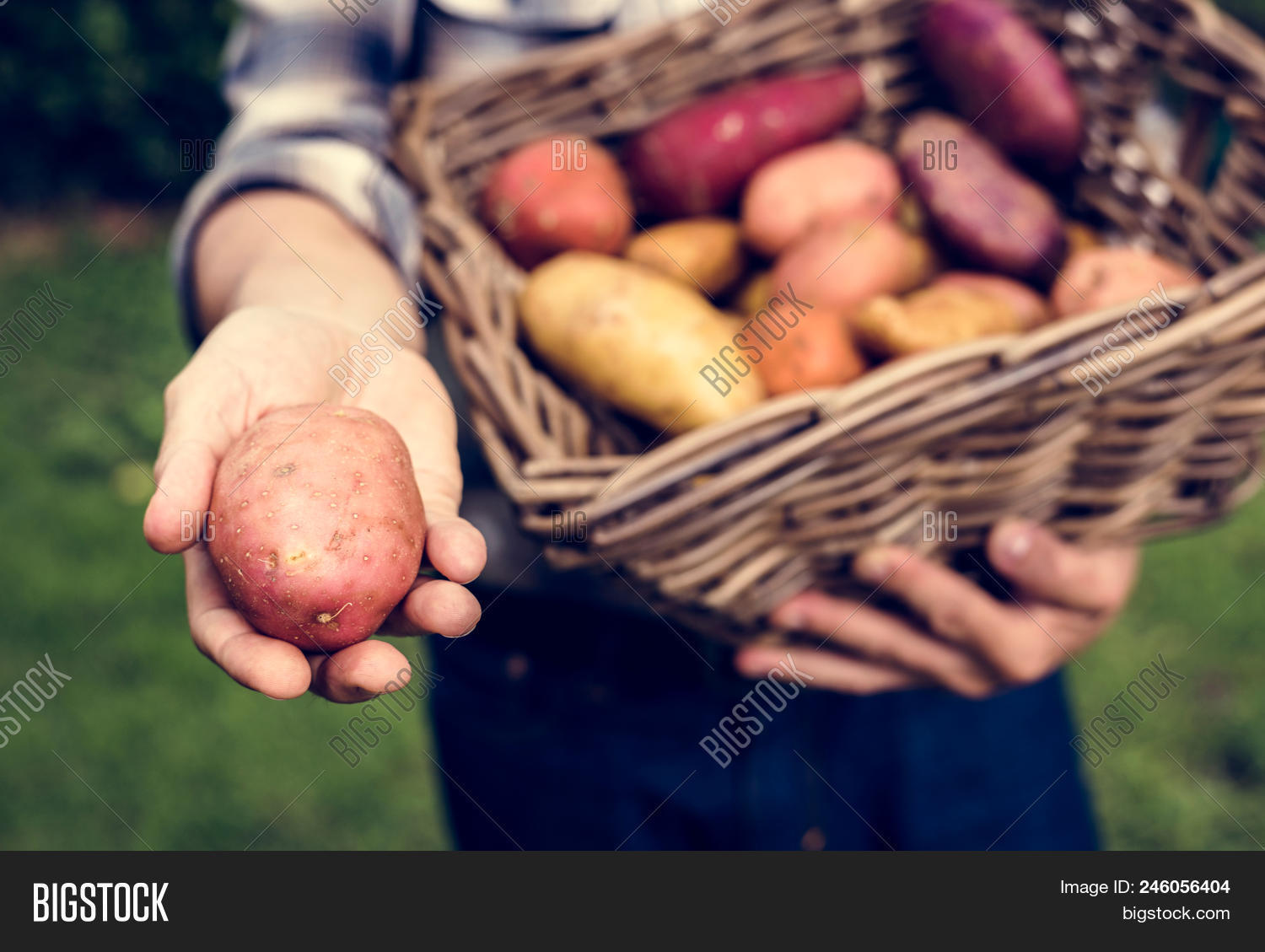 Hands Holding Potatoes Image & Photo (Free Trial) | Bigstock