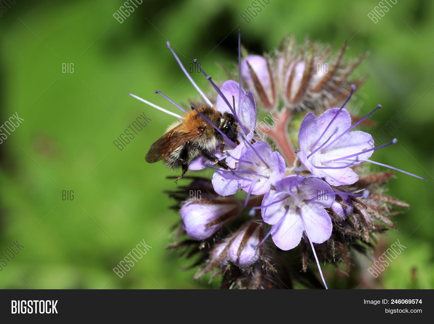 Wild Bees All Bee Image & Photo (Free Trial) | Bigstock