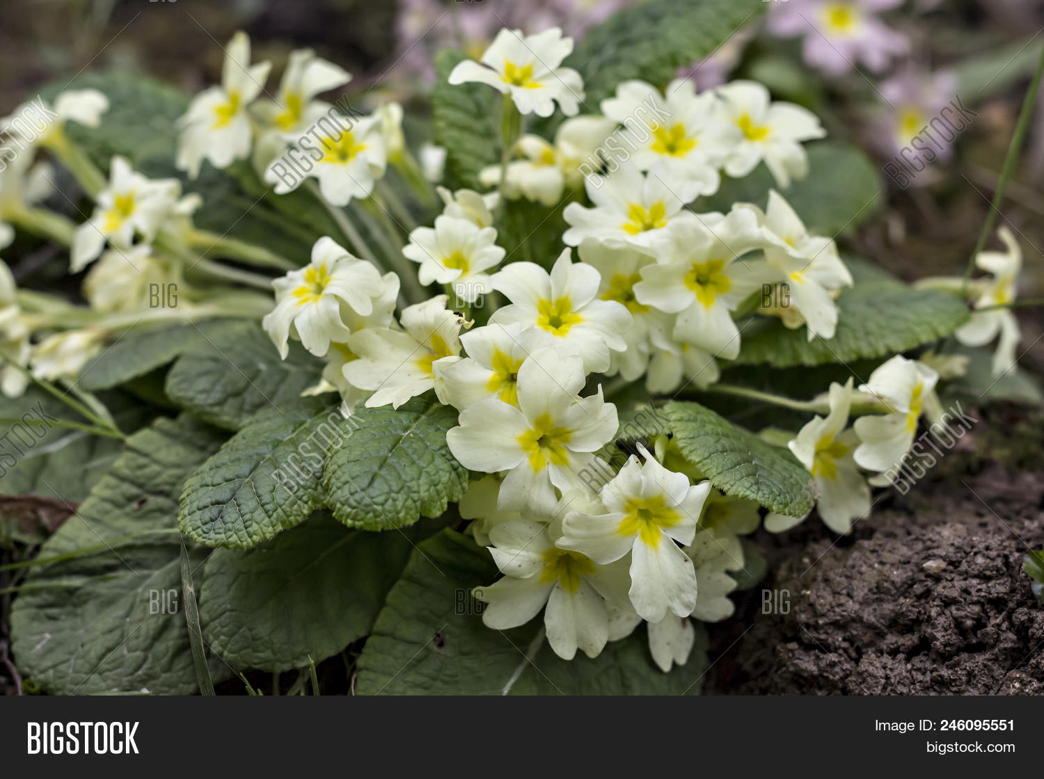White Yellow Primrose Image & Photo (Free Trial) | Bigstock