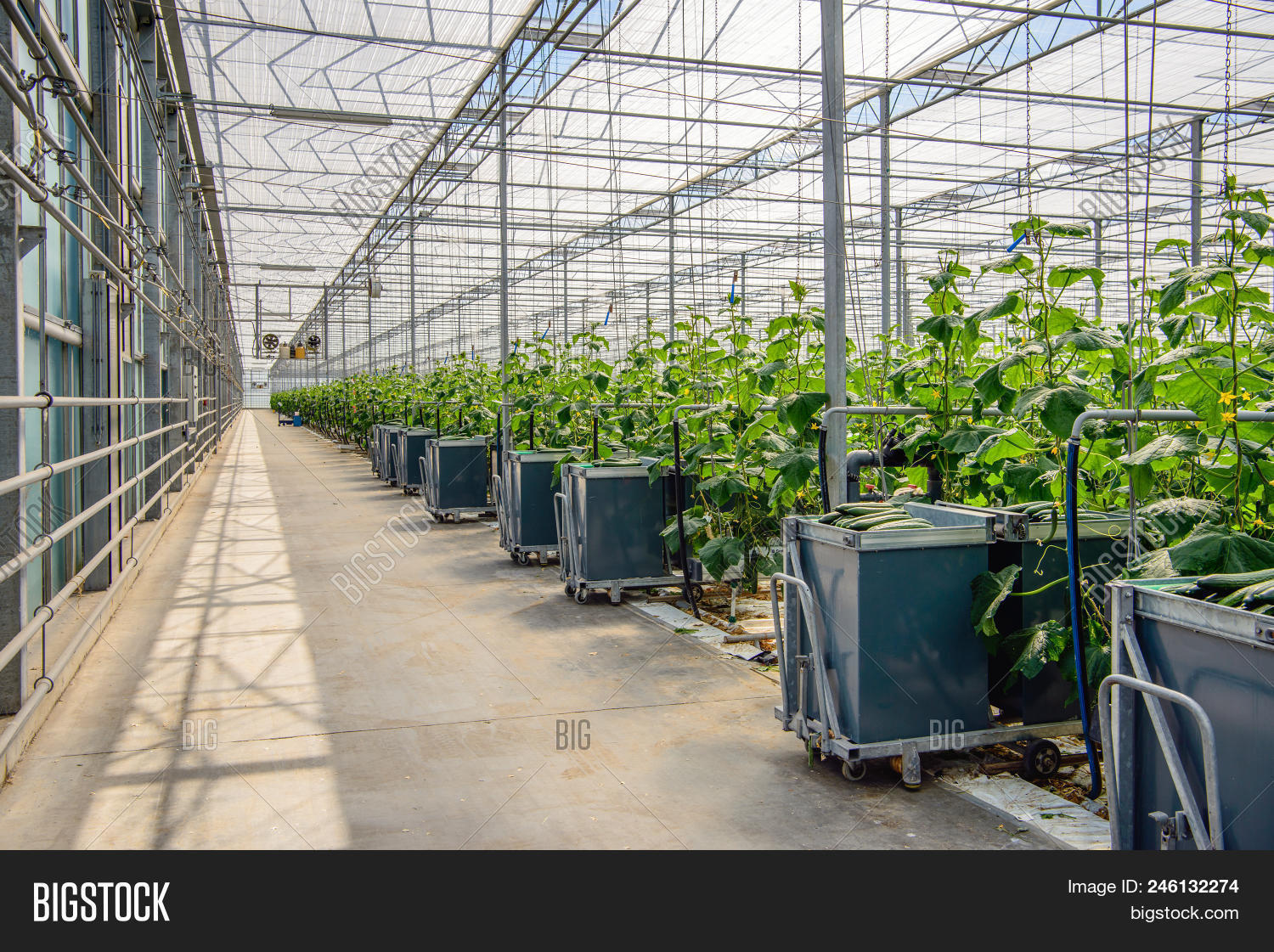 Filled Harvest Carts Image & Photo (Free Trial) | Bigstock