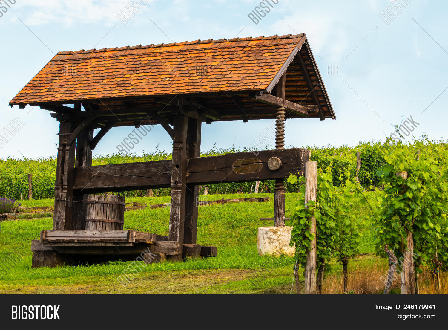 Traditional Old Grapes Image & Photo (Free Trial) | Bigstock