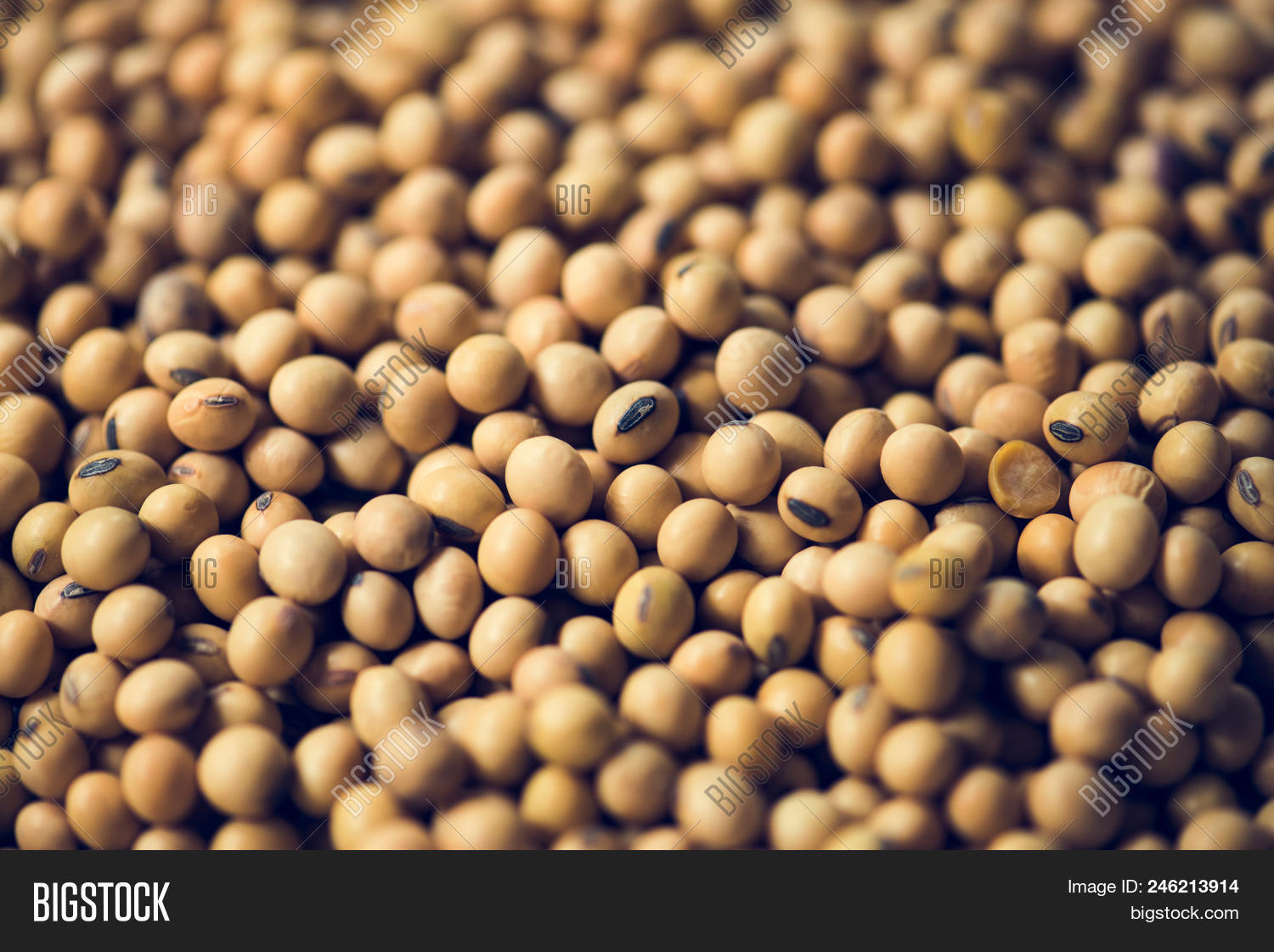 Soy Beans Texture Image & Photo (Free Trial) | Bigstock